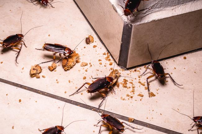 Warning Signs of a Cockroach Infestation | Overwatch Pest Management