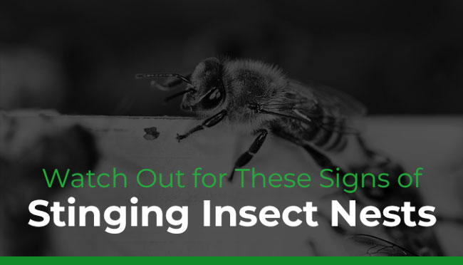 Watch Out for These Signs of Stinging Insect Nests [Infographic] Watch ...